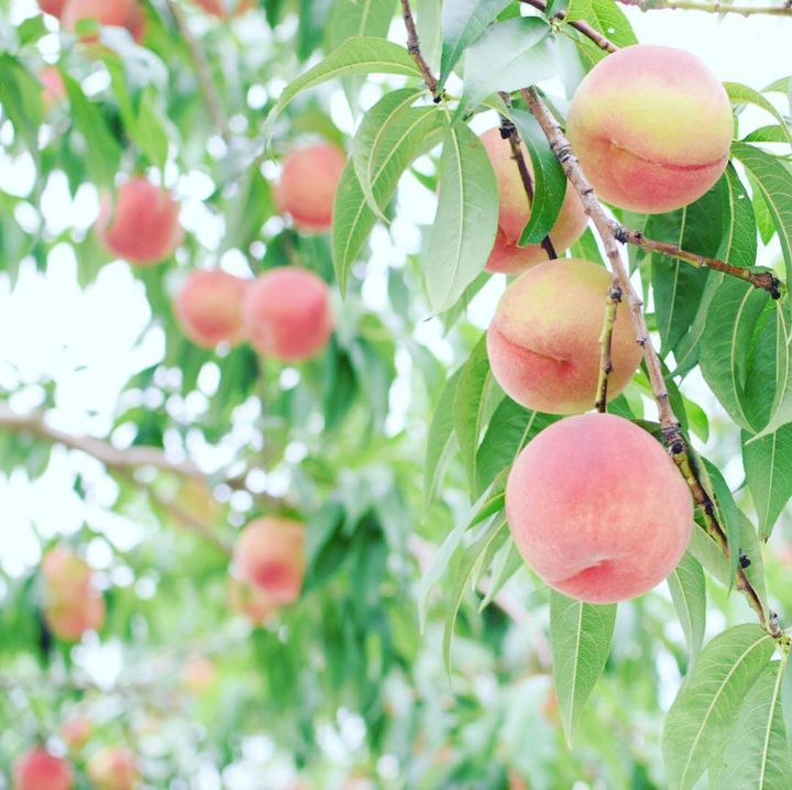 最寄り駅から徒歩圏内！東京近郊のアクセス抜群な“フルーツ狩り”スポット8選 | RETRIP[リトリップ]