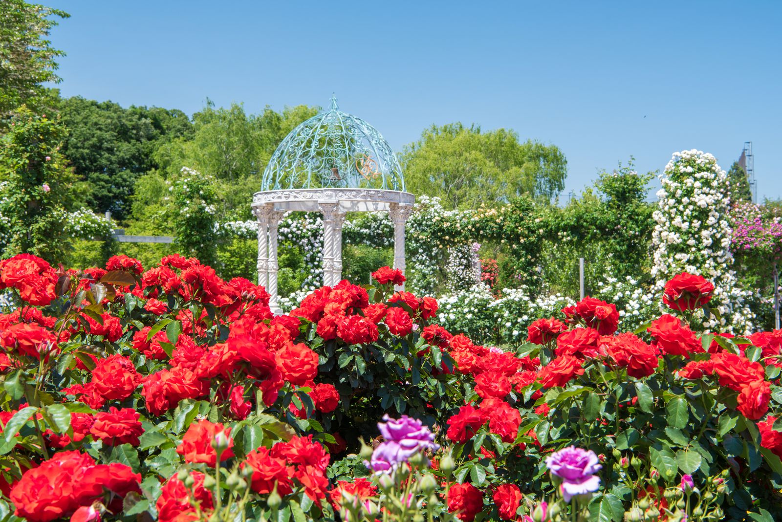 京成バラ園 | RETRIP[リトリップ]