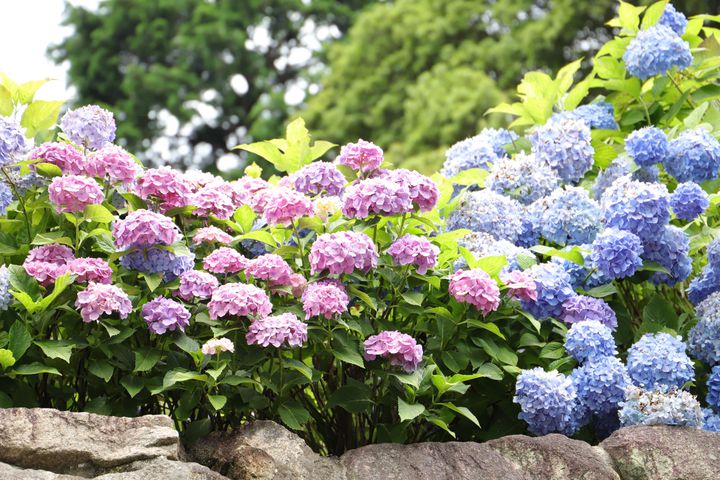 雨のおでかけはコレで決まり！RETRIP京都・今週のおすすめスポット5選 | RETRIP[リトリップ]